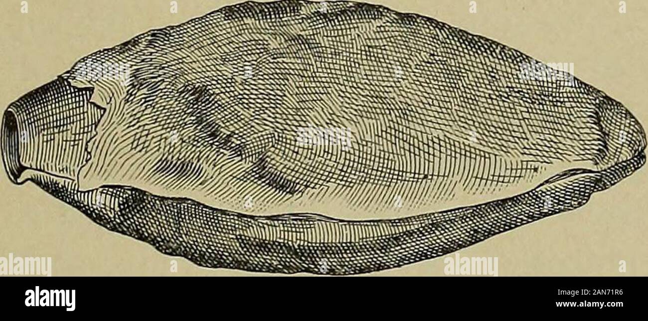 Journal of the Academy of Natural Sciences of Philadelphia . Fig. 9 ...