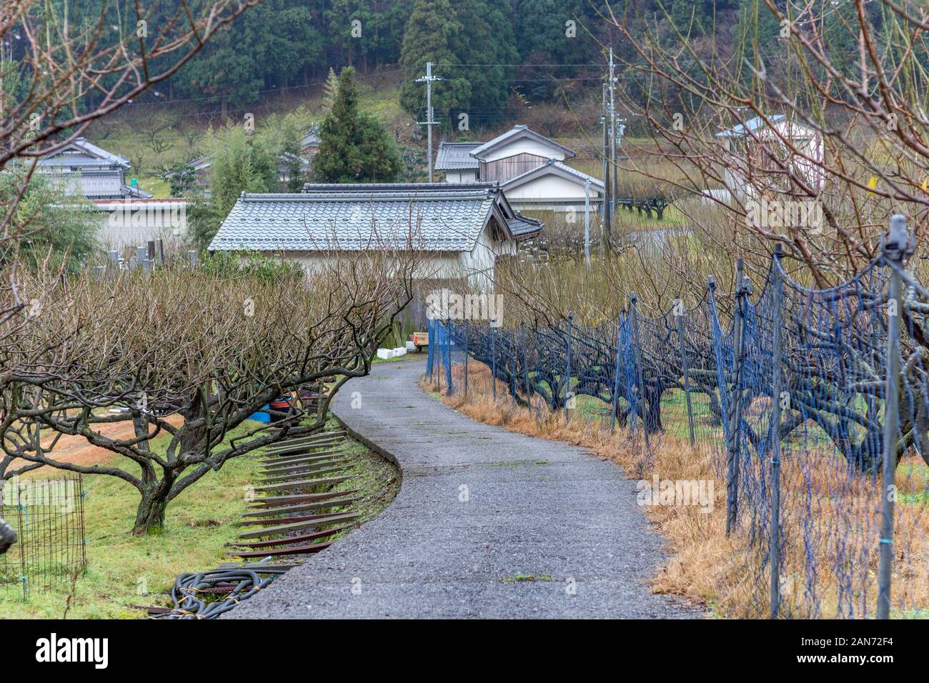 Winter view of winding path through plum tree plantation with ...