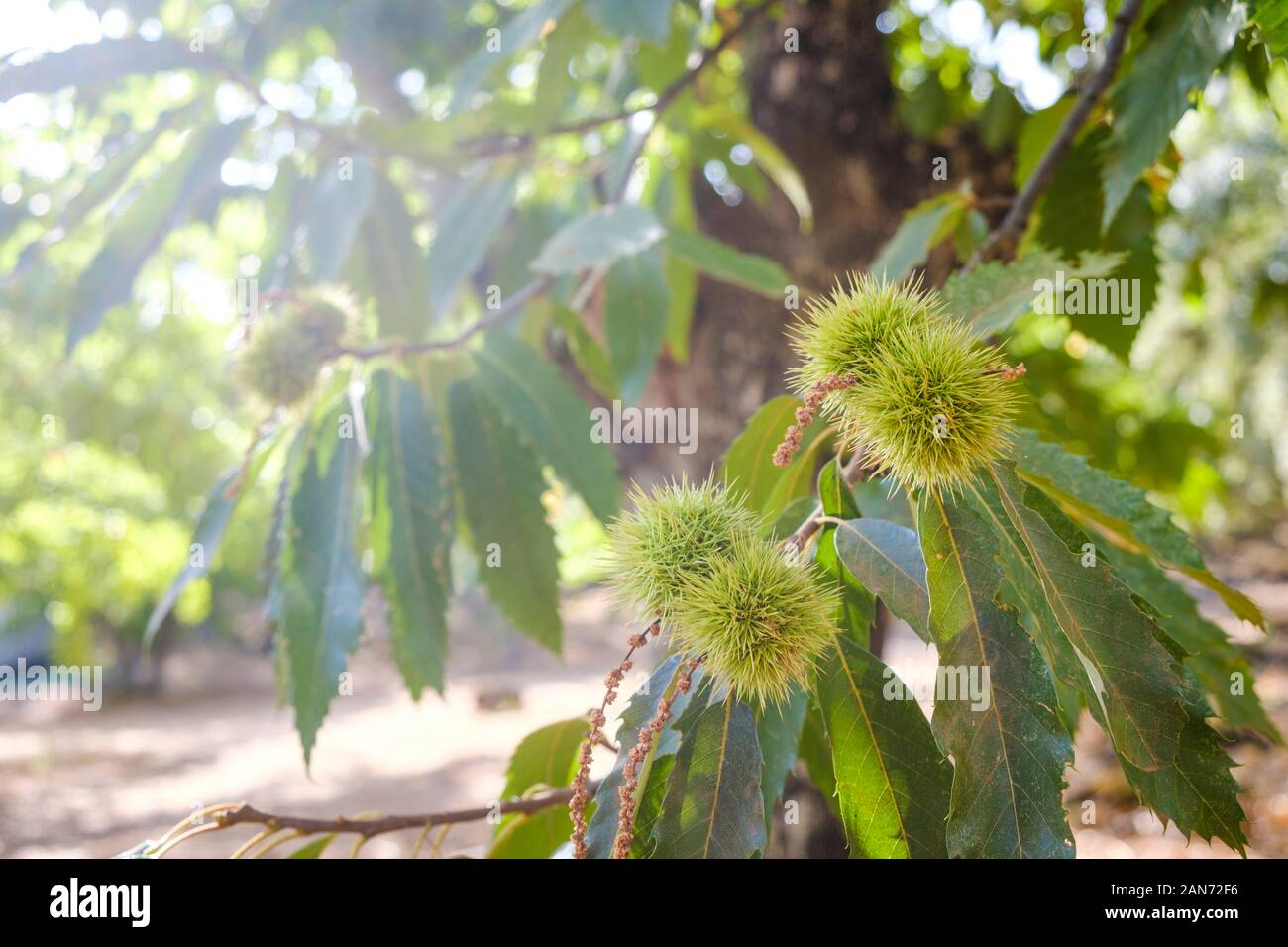 Looking gorgeous hi-res stock photography and images - Alamy
