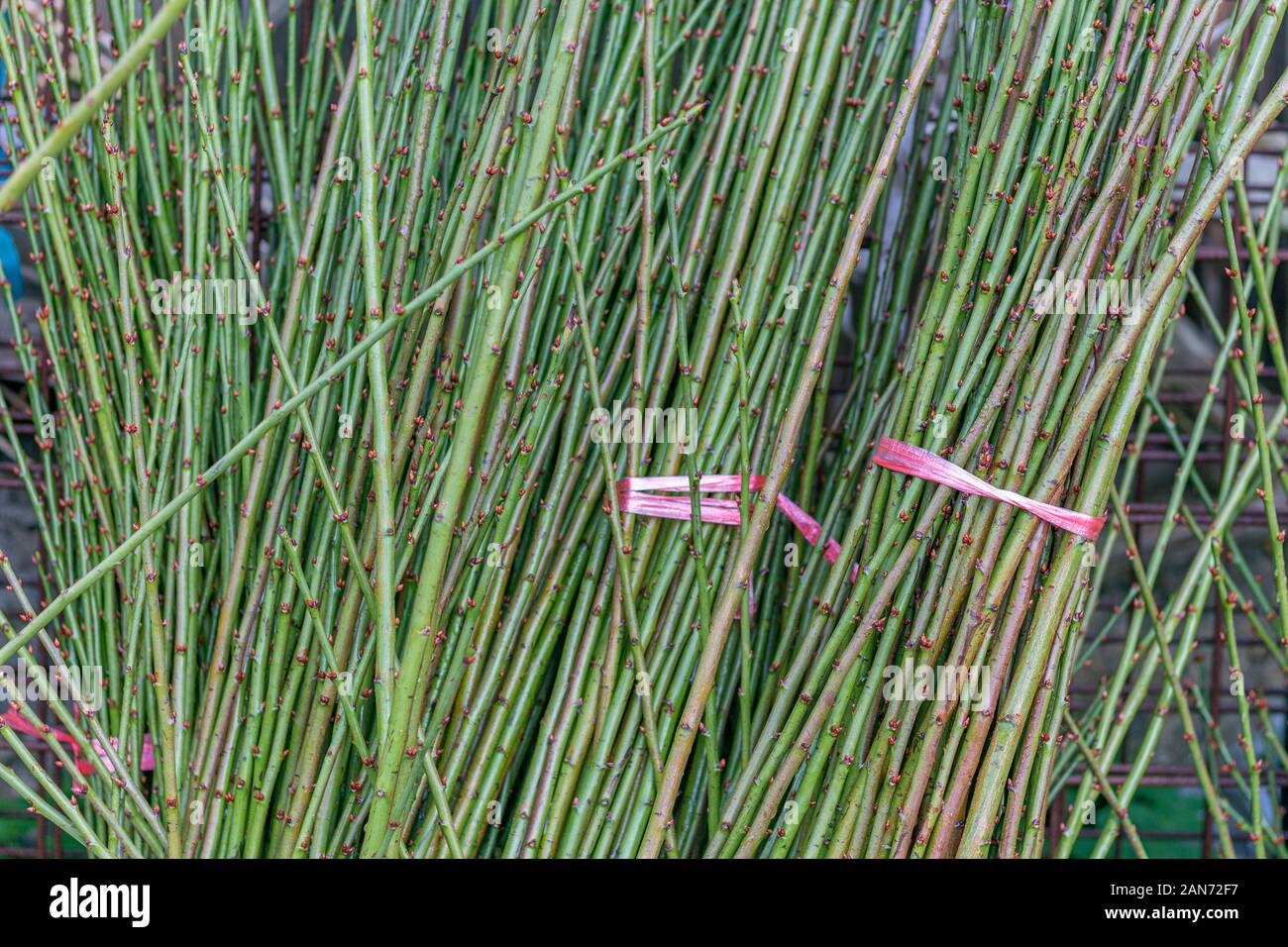 Branches tied hi-res stock photography and images - Alamy