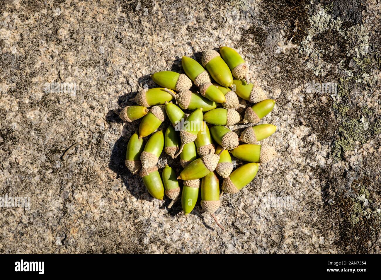 Bunch of acorns on the ground Stock Photo - Alamy