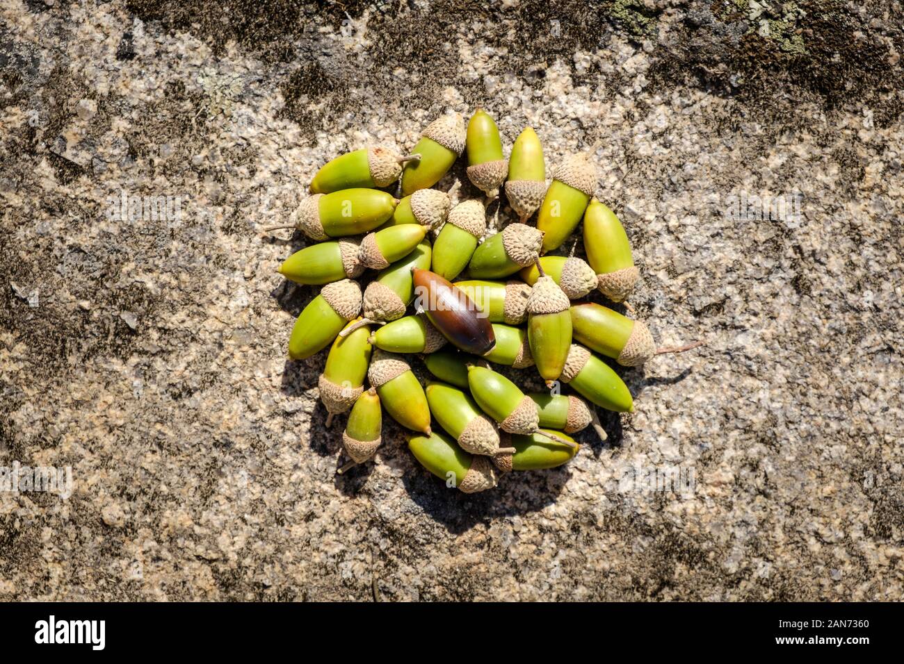 Bunch of acorns hi-res stock photography and images - Alamy