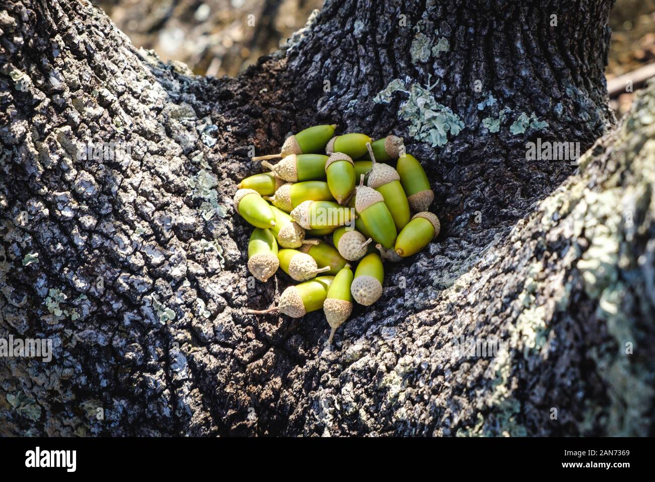 Oaknut on a tree hi-res stock photography and images - Alamy