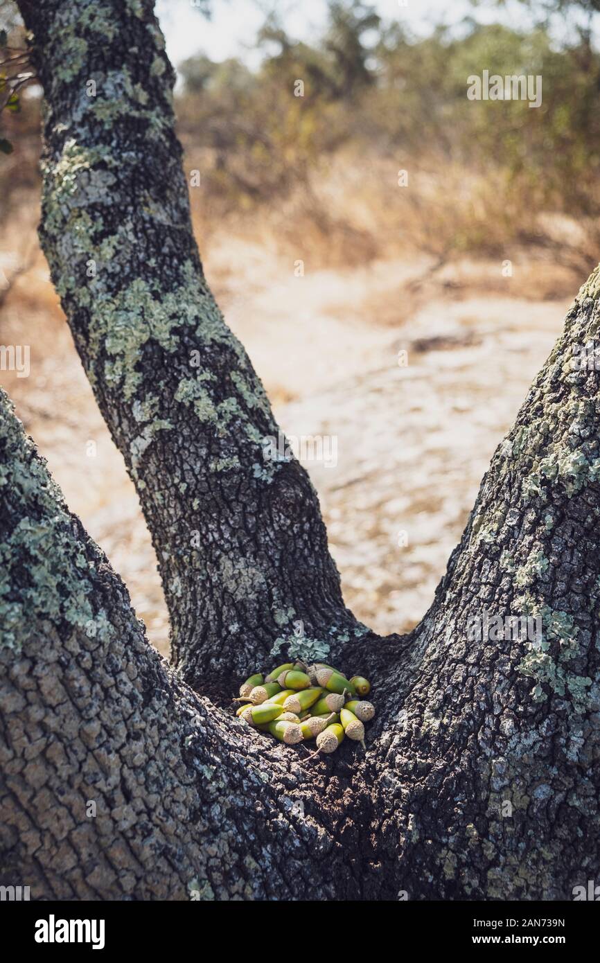 Bunch of acorns on a cork oak tree Stock Photo - Alamy