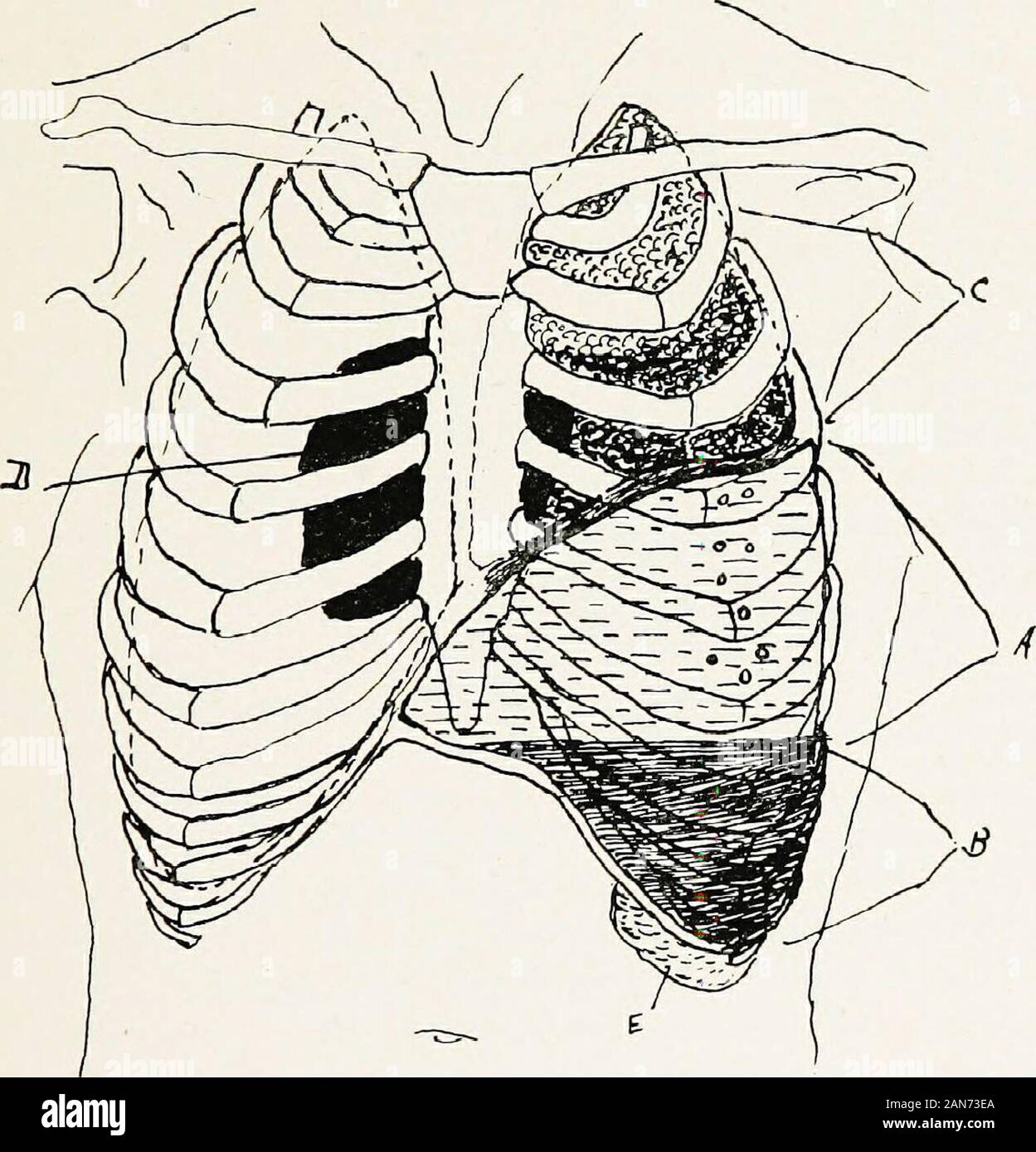Chest percussion hi-res stock photography and images - Alamy