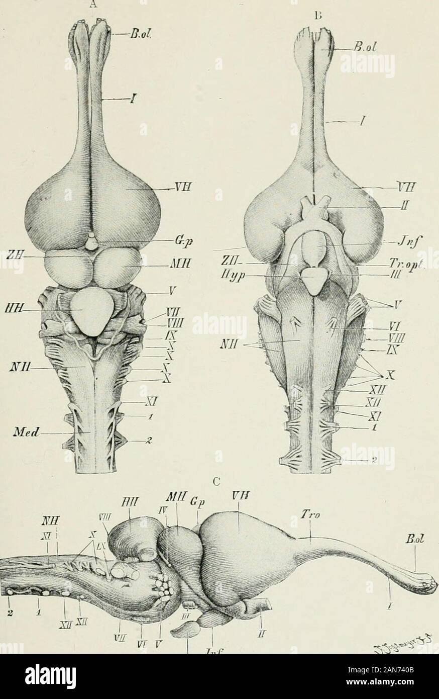 Cephalic position hi-res stock photography and images - Alamy