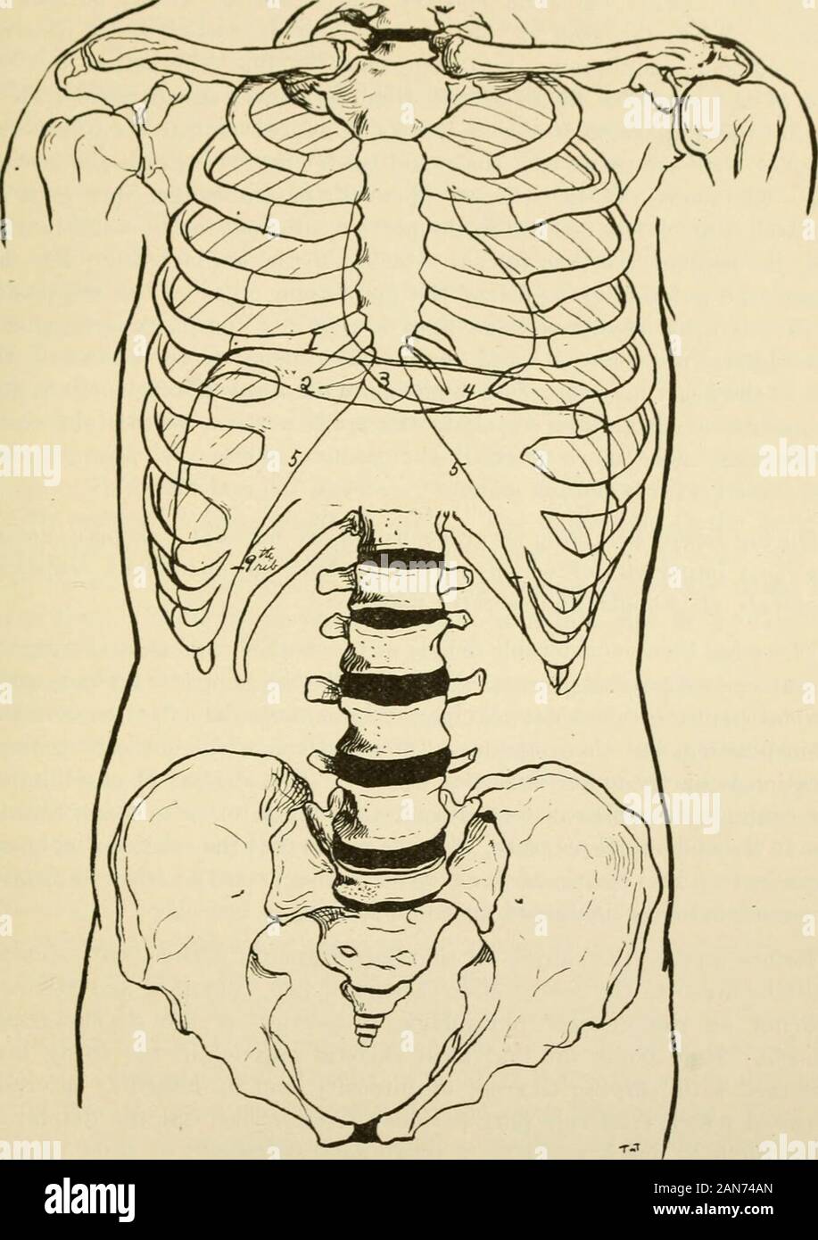 Physiology and biochemistry in modern medicine . Fig. 116.—Diagram to ...