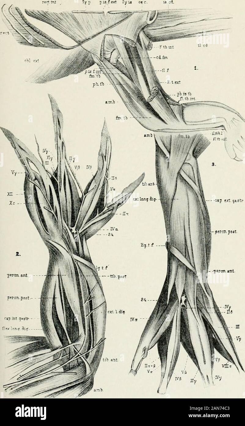 The alligator and its allies . I. CHAPTER IV the nervous system Spinal ...