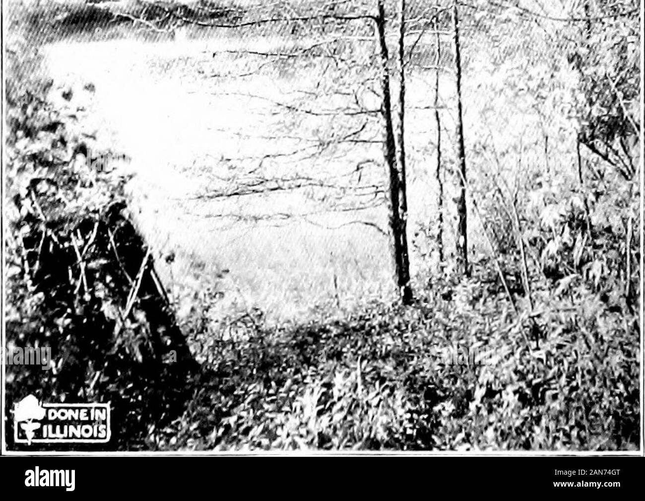 Swamp bed Black and White Stock Photos & Images - Alamy
