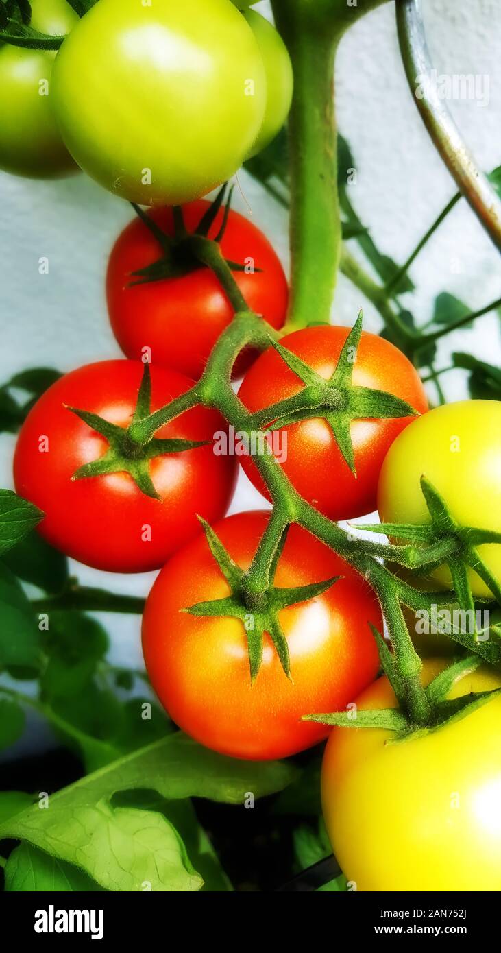 Tomato plant with red and green tomatoes Stock Photo - Alamy
