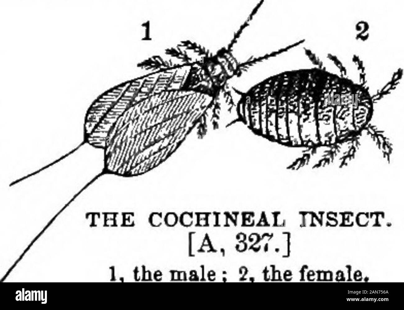 Cochineal red coloring Black and White Stock Photos & Images - Alamy