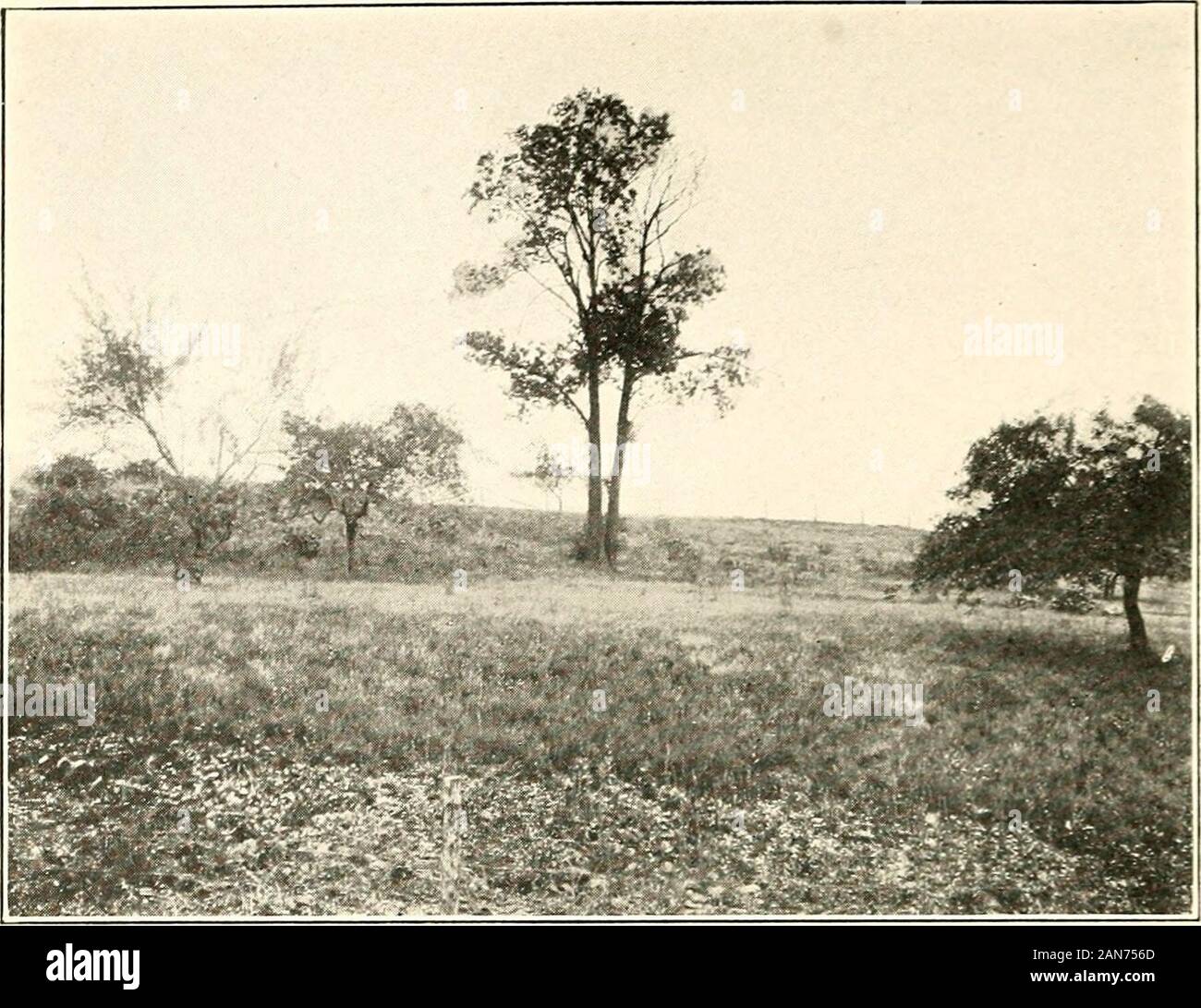 The chestnut blight disease [microform] : means of identification ...