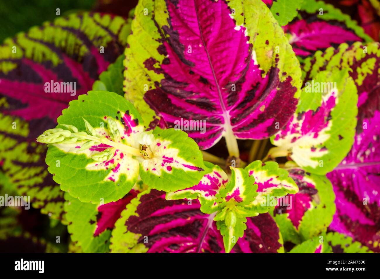 Colorful Coleus blumei plant Stock Photo - Alamy
