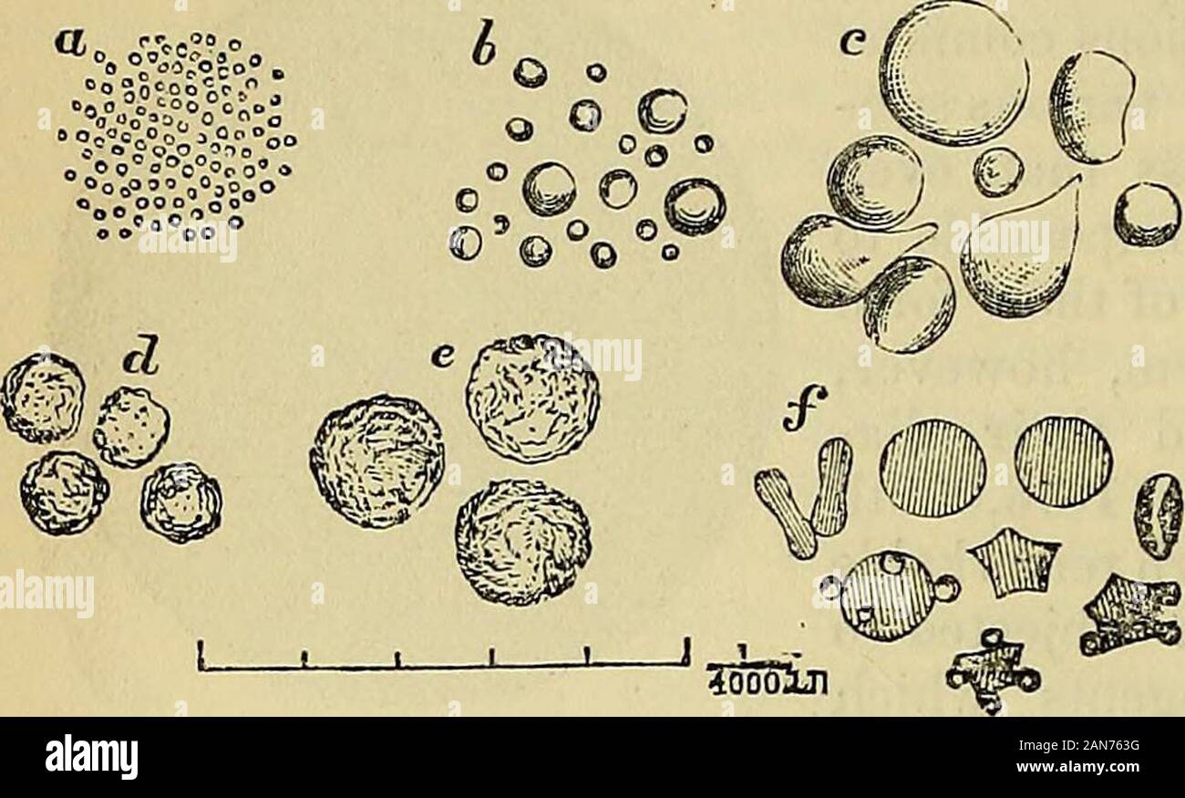 Carpenter's principles of human physiology . Molecular Base and ...