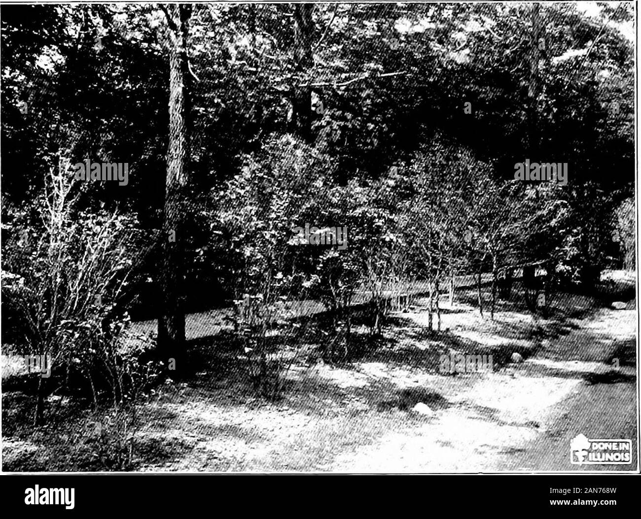 Highland shrubs Black and White Stock Photos & Images - Alamy