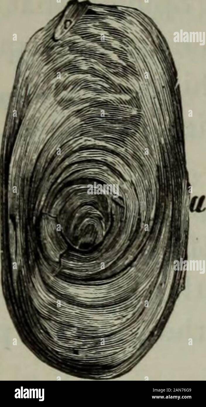 Ossification process hi-res stock photography and images - Alamy