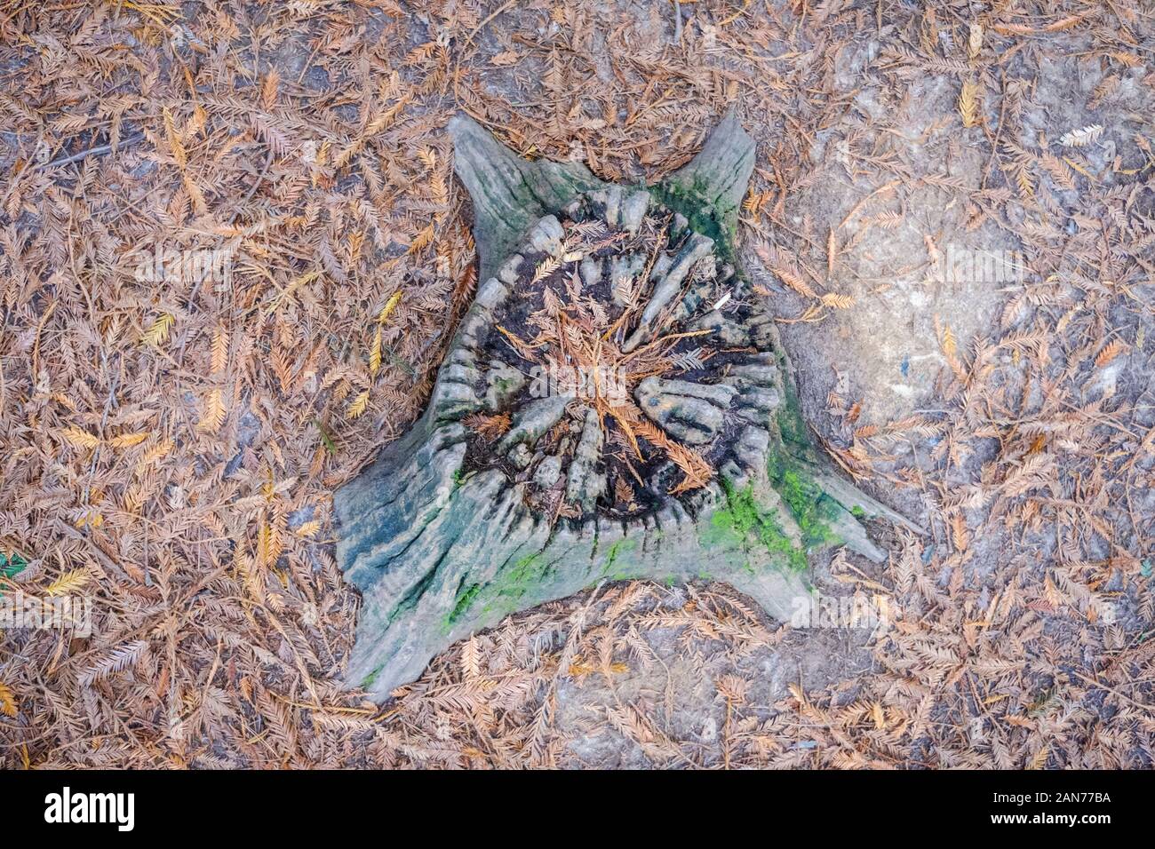 Dead redwood tree hi-res stock photography and images - Alamy