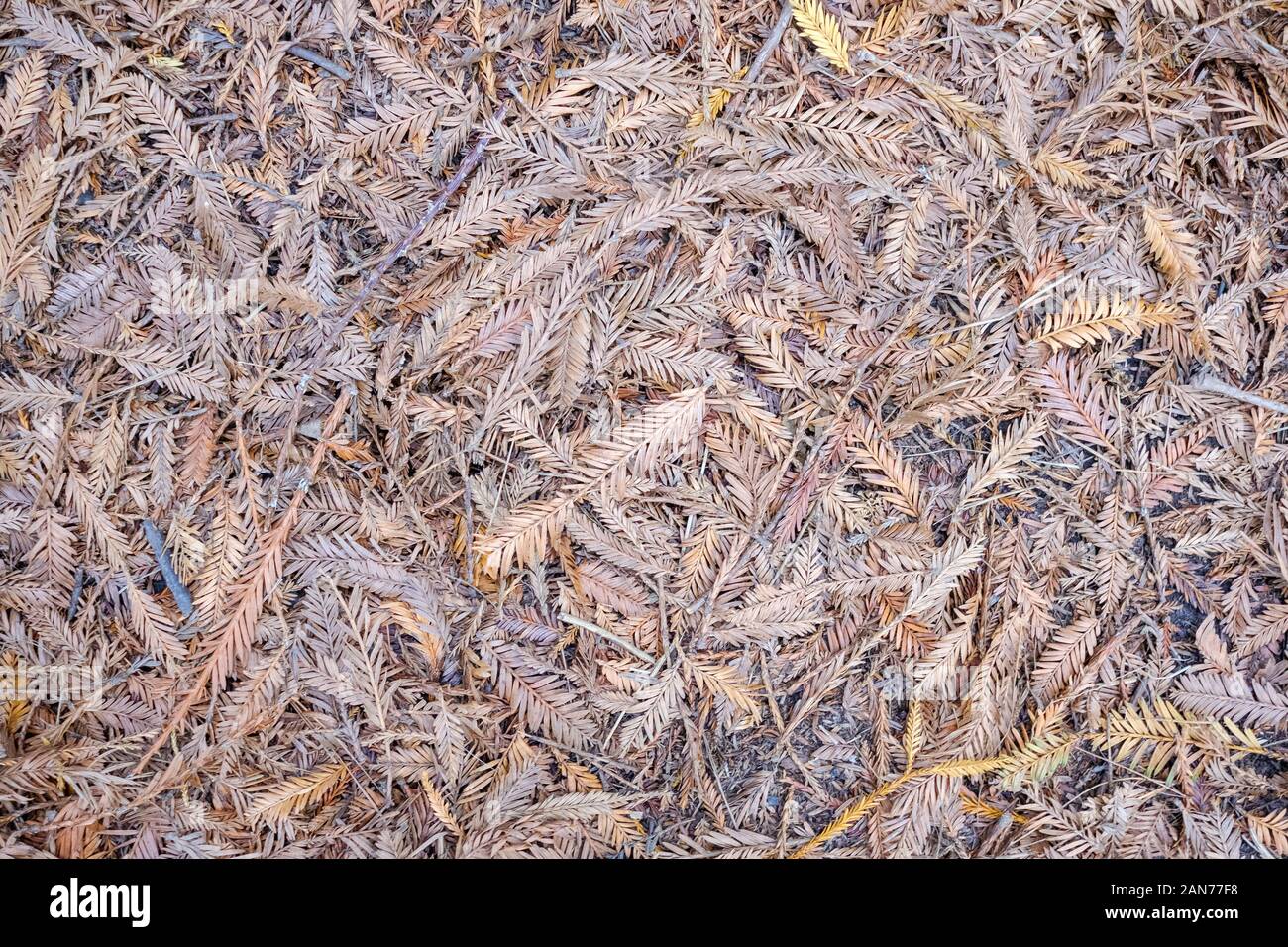 Sequoia leaves hi-res stock photography and images - Alamy