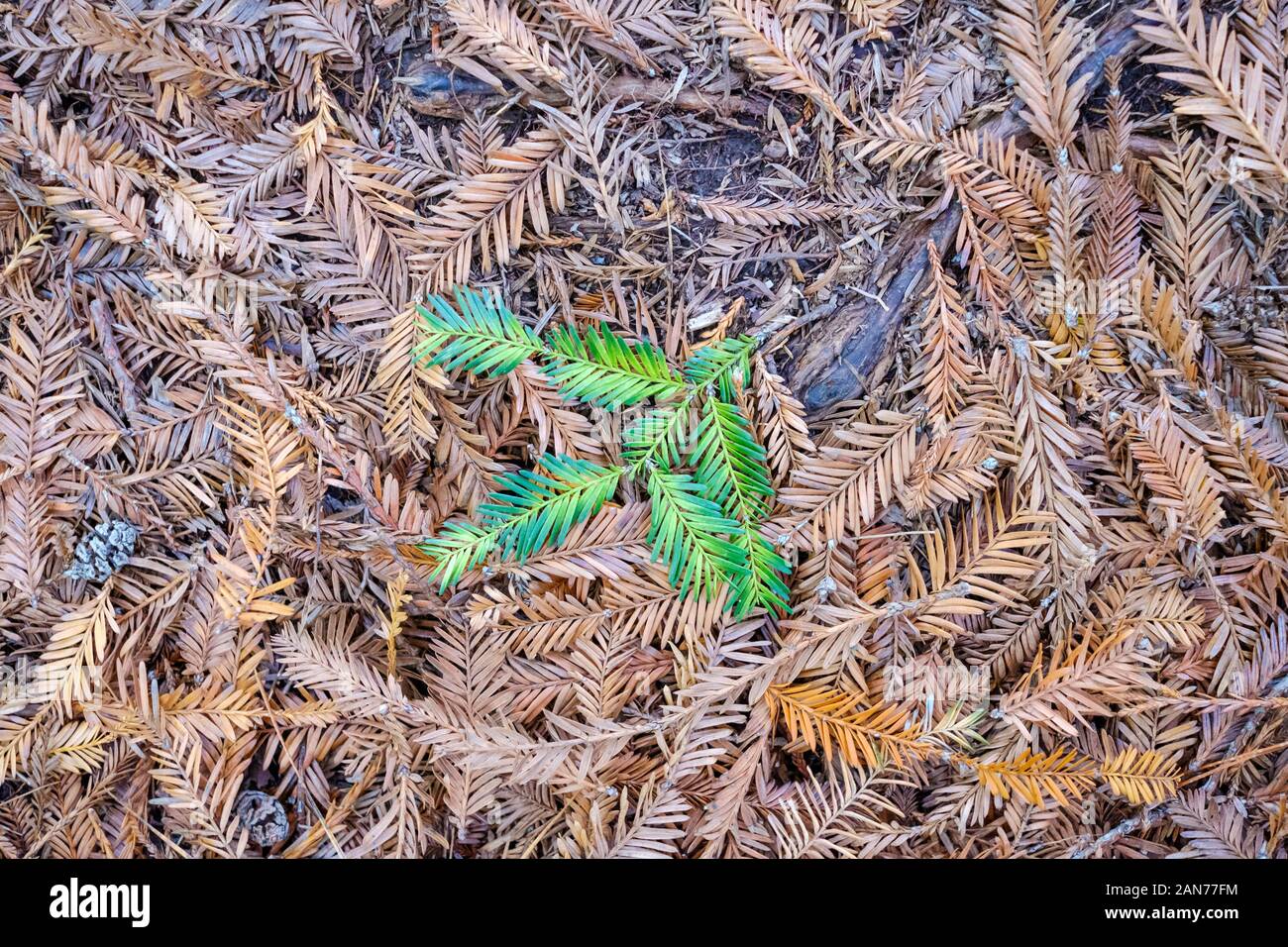 Sequoia leaves hi-res stock photography and images - Alamy