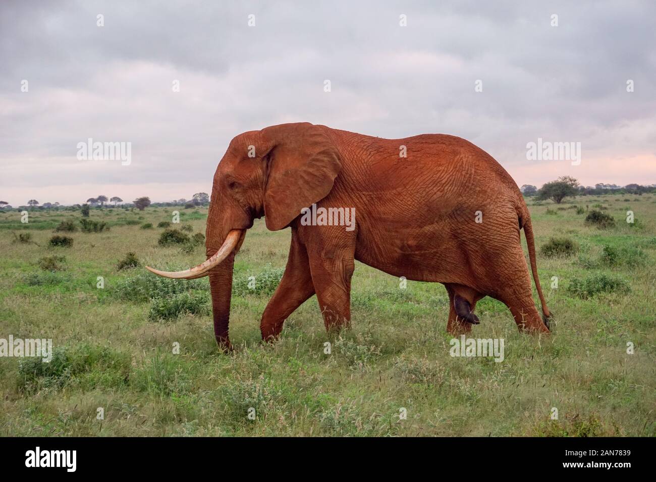 Elephants in the Tsavo East and Tsavo West National Park in Kenya Stock ...