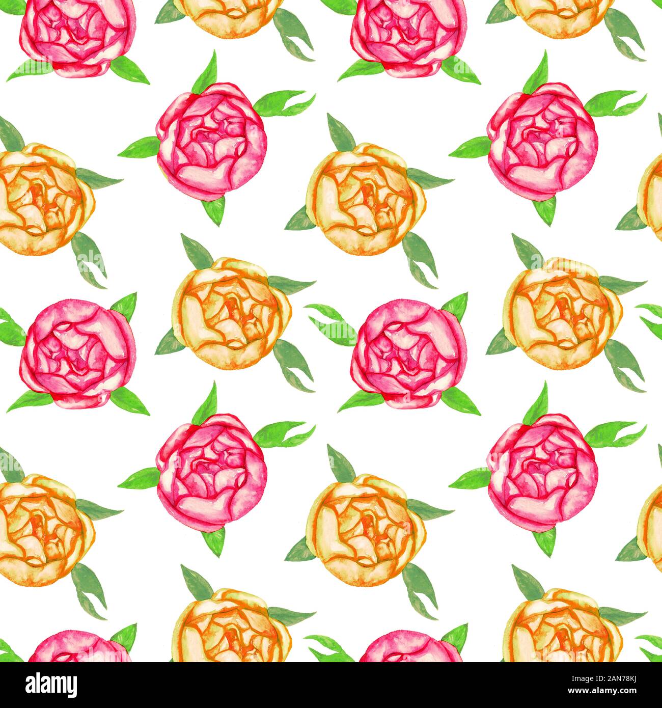 Bright red and yellow rose with green leaves and buds top view, hand ...