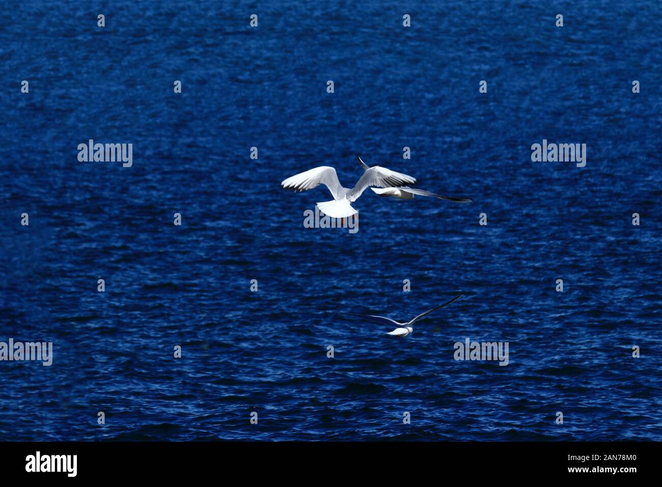 Rear of seagull hi-res stock photography and images - Alamy