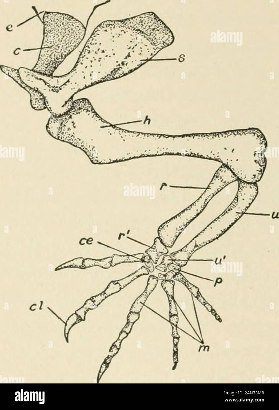 The alligator and its allies . iorly forms about half of the notch ...