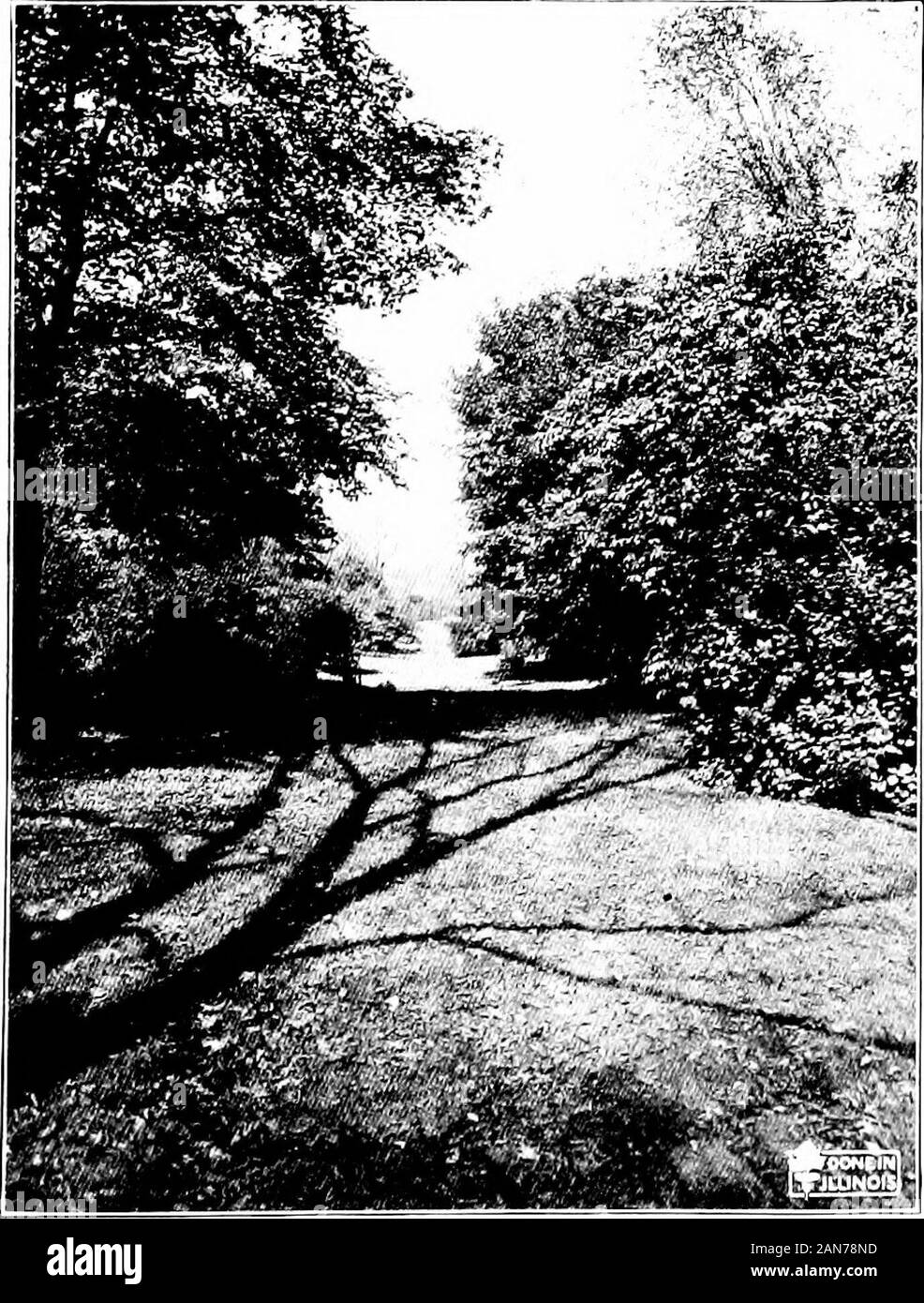 Typical Elms High Resolution Stock Photography and Images - Alamy