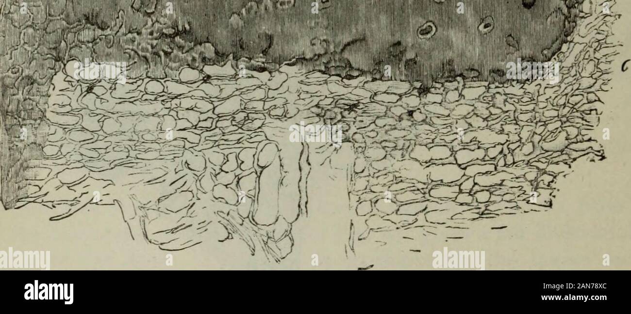 The Dental cosmos . b, c),with the bordering pulp-tissue. 90 : i. The ...