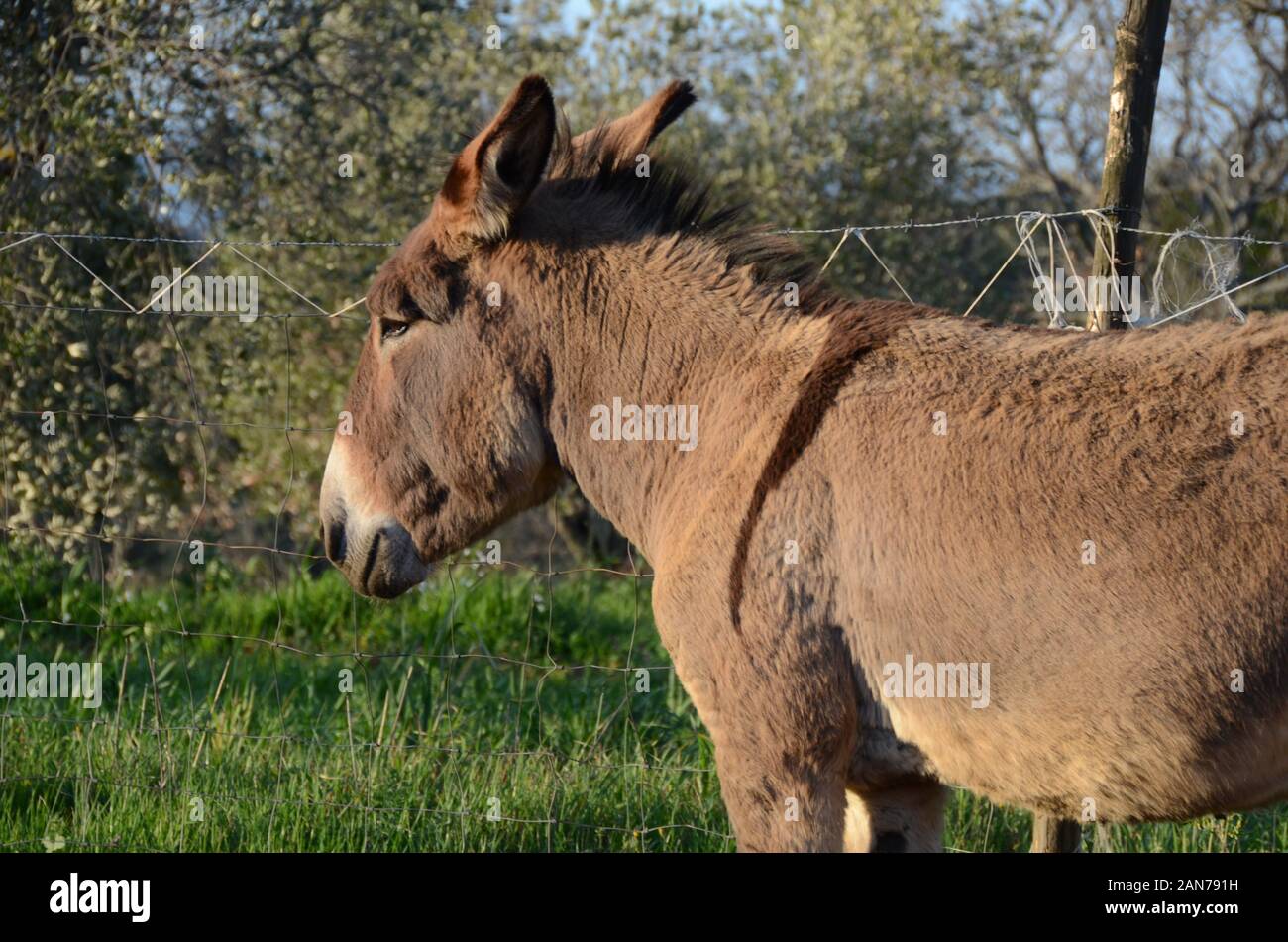 Crusader donkey from Amiata on a meadow in a tuscany farm in Italy ...