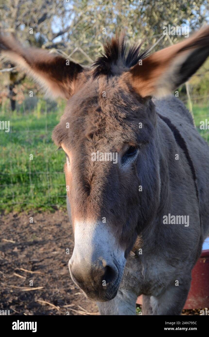 Crusader donkey from Amiata on a meadow in a tuscany farm in Italy ...