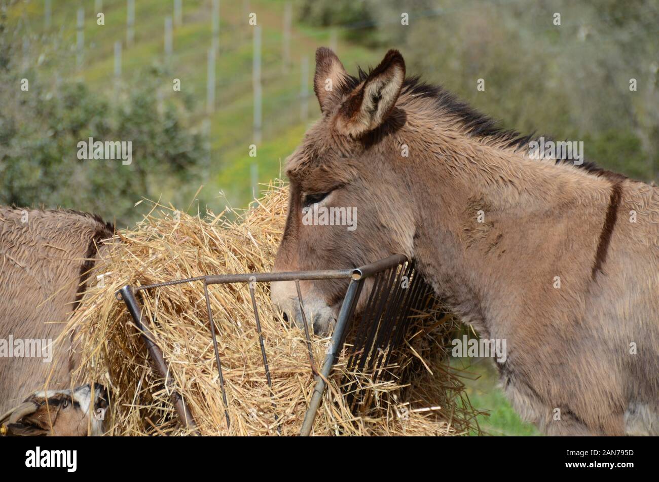 Crusader donkey from Amiata on a meadow in a tuscany farm in Italy ...