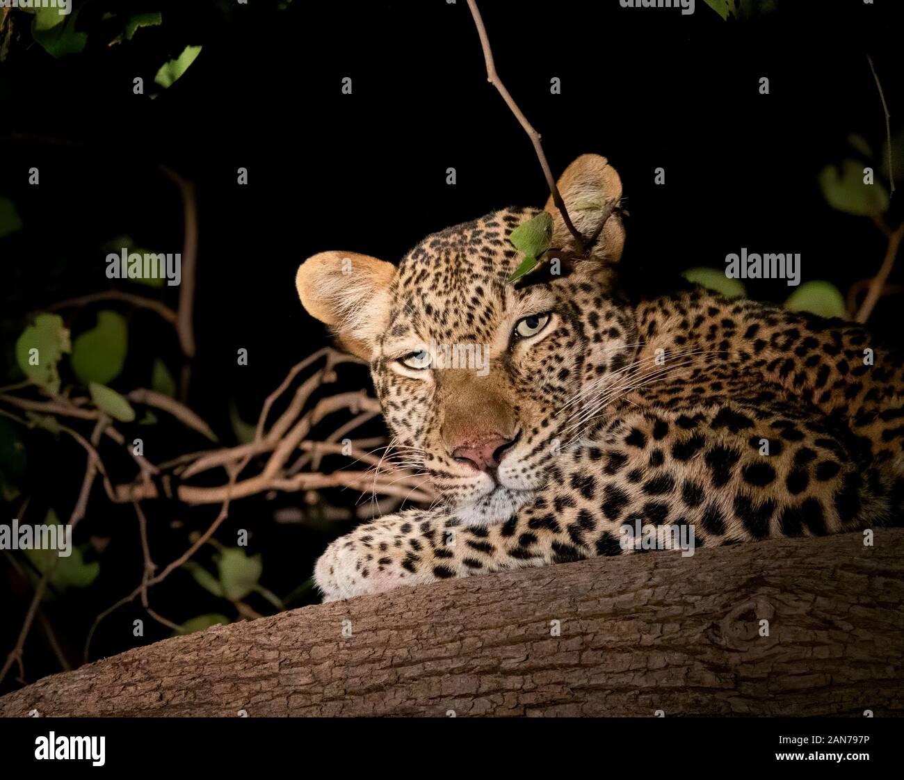 Leopard over the branch at night looking at the camera Stock Photo - Alamy