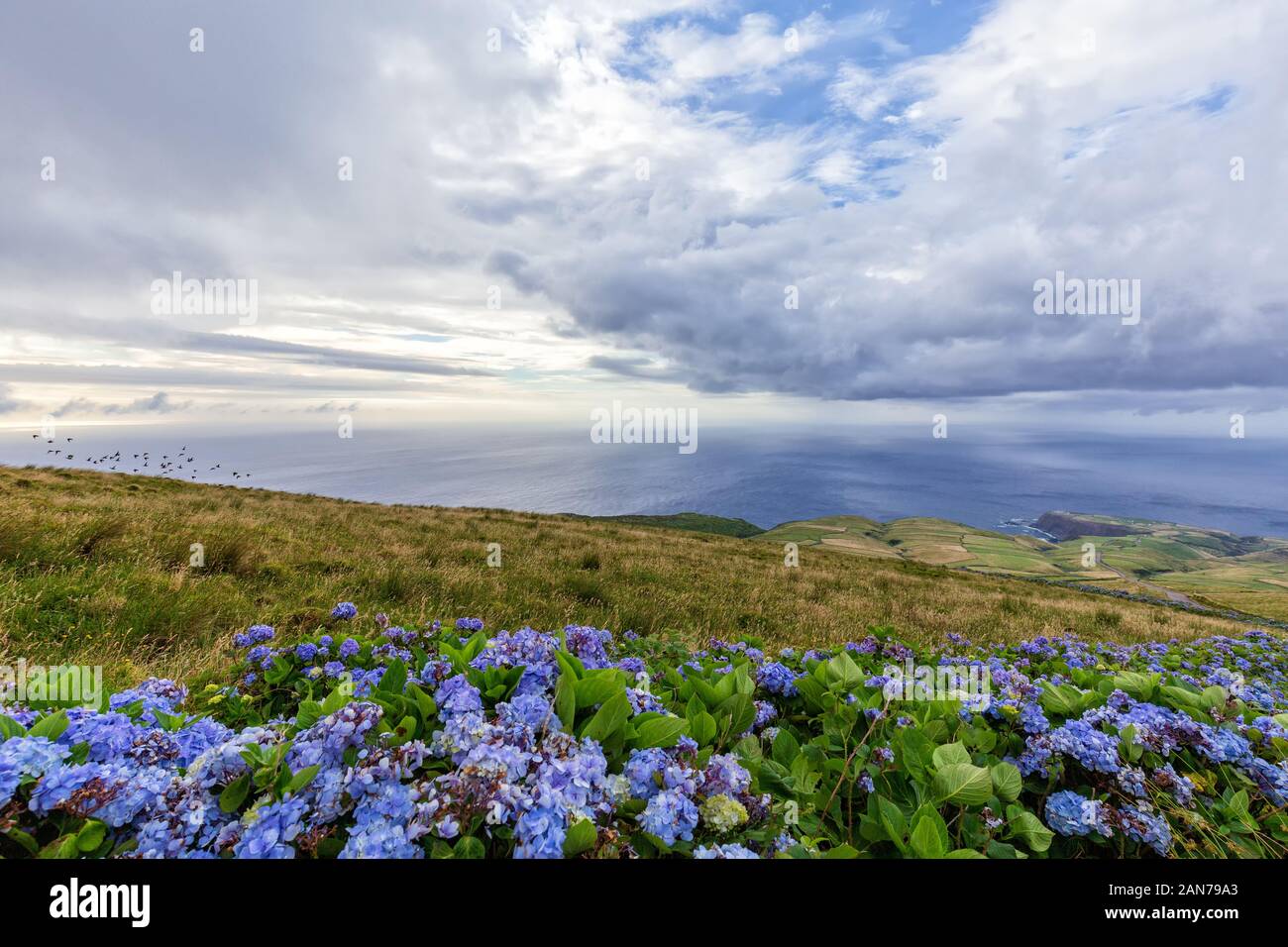 Hydrangeas and birds along grazing land and coastline on Flores island ...