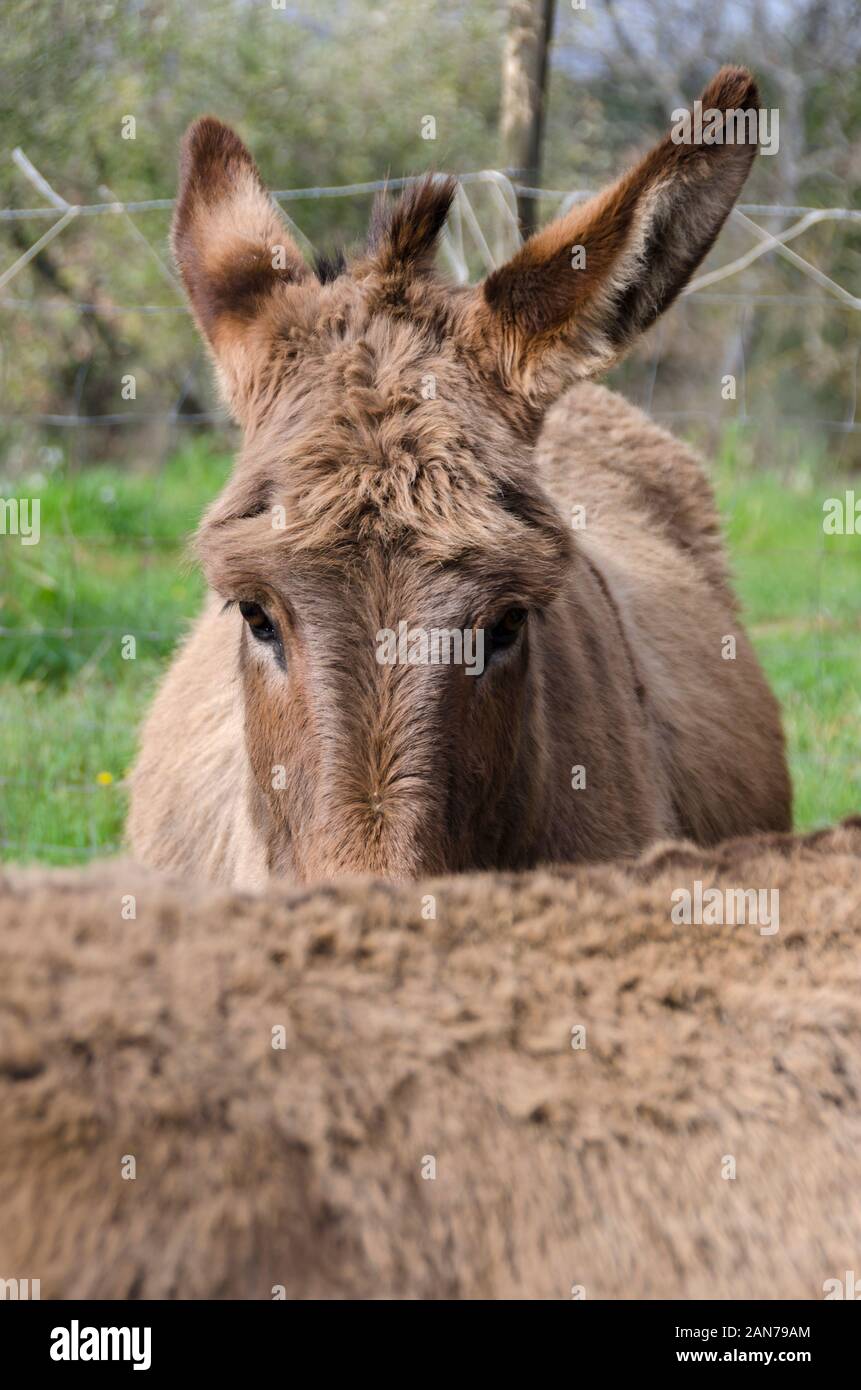 Crusader donkey from Amiata on a meadow in a tuscany farm in Italy ...