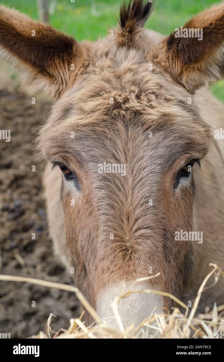 Crusader donkey from Amiata on a meadow in a tuscany farm in Italy ...