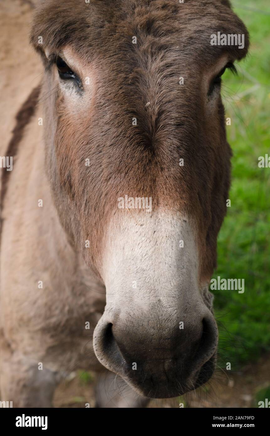 Crusader donkey from Amiata on a meadow in a tuscany farm in Italy ...
