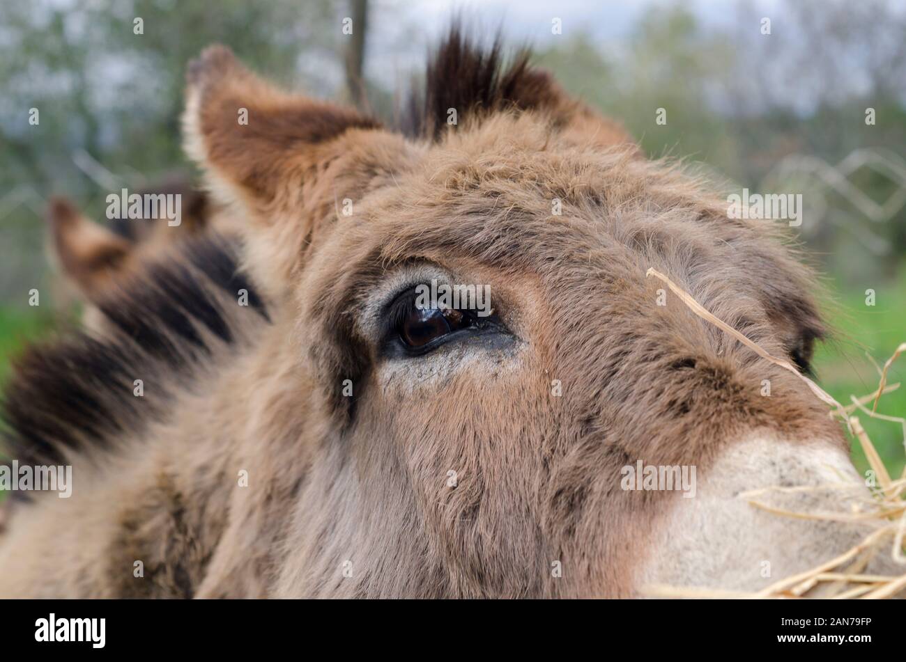 Crusader donkey from Amiata on a meadow in a tuscany farm in Italy ...