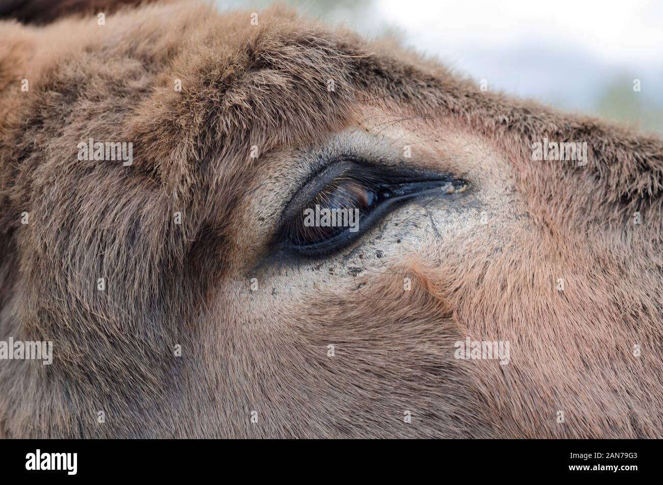 Crusader donkey from Amiata on a meadow in a tuscany farm in Italy ...