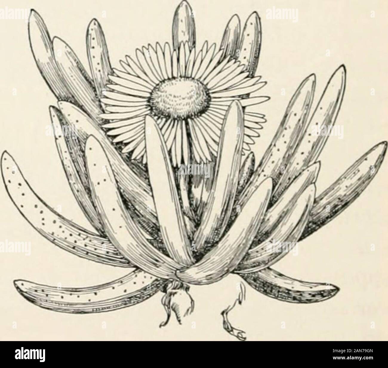 Awl shaped leaves hi-res stock photography and images - Alamy