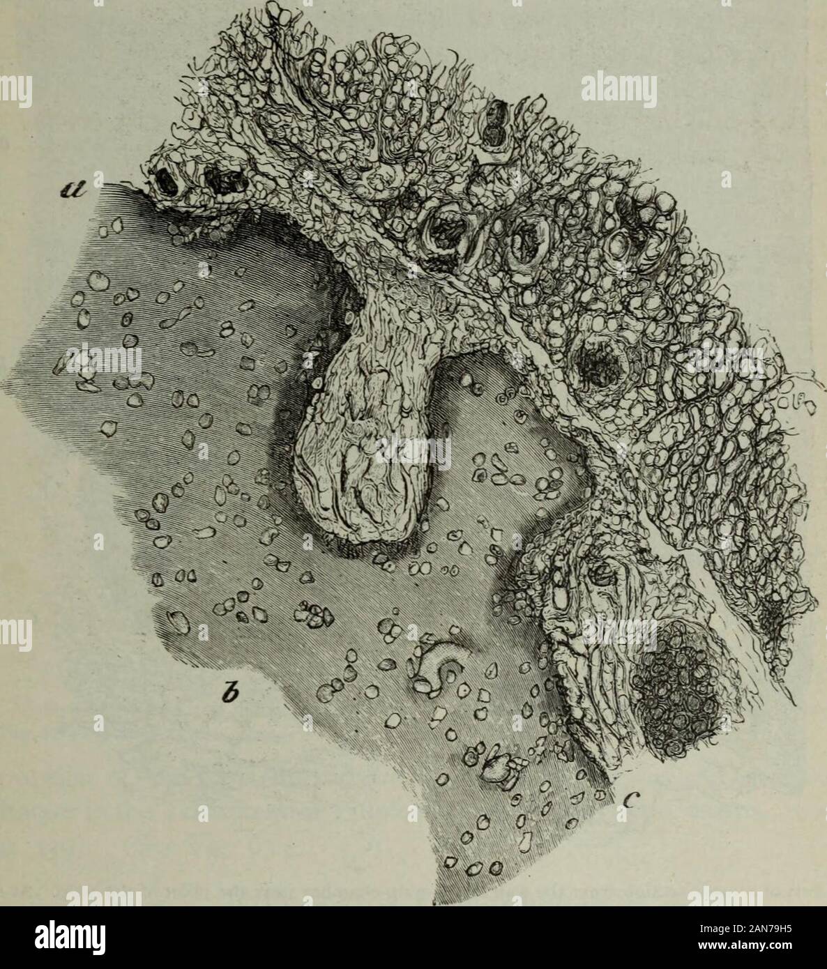 The Dental cosmos . bution of the cement-lacunae is almost as great ...