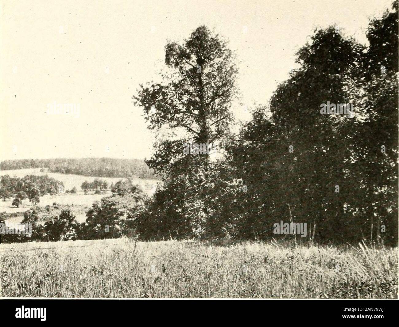 Ire tree hi-res stock photography and images - Alamy