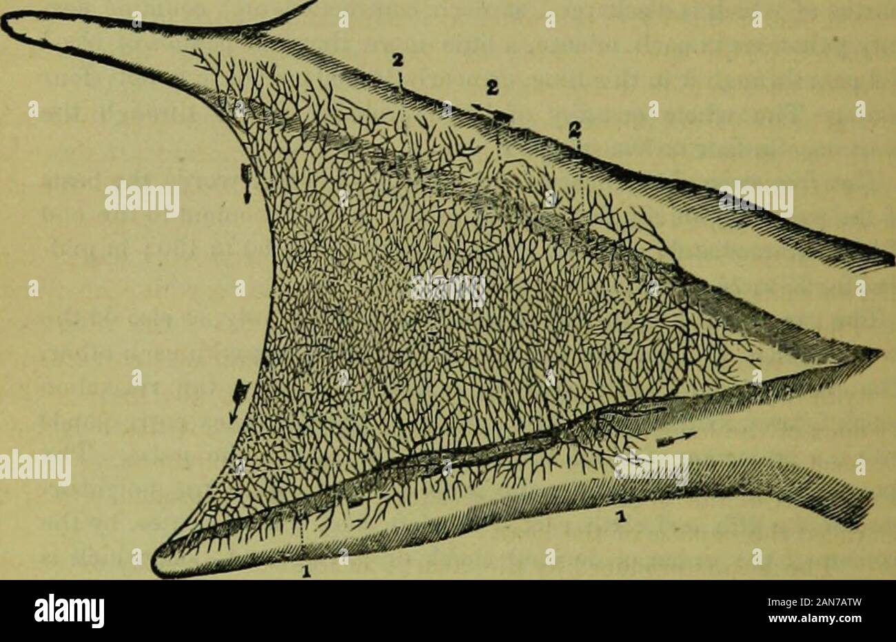 Semilunar valves hi-res stock photography and images - Alamy