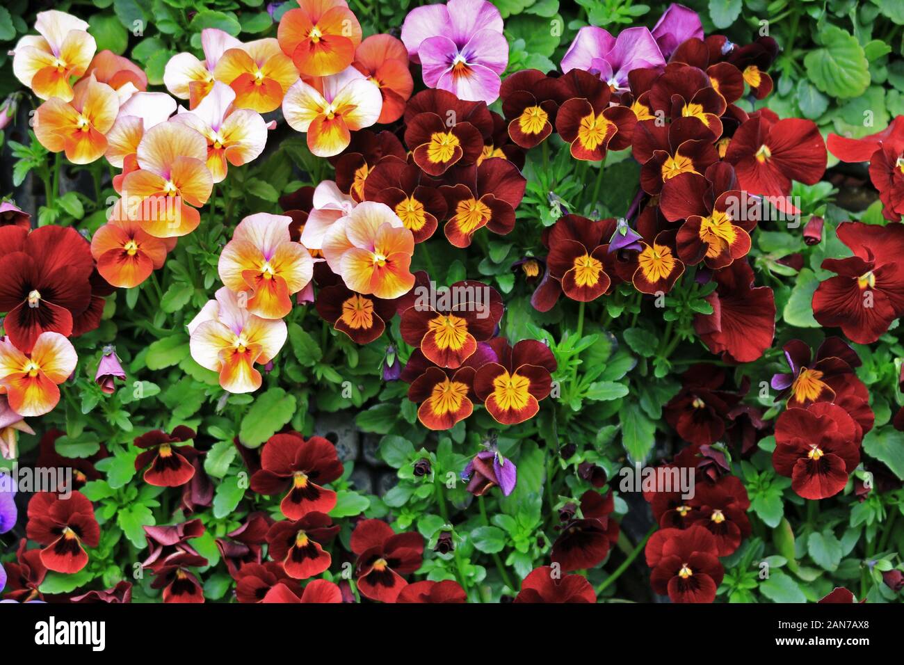 Various types of pansy flowers decorated a lot on the wall Stock Photo ...