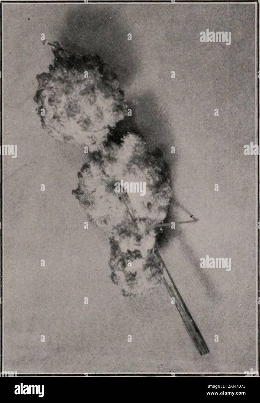 Bulletin . ^ i^,K V^ Plate LXIIIForest Species Fig. 1. Oak Seed-gall ...