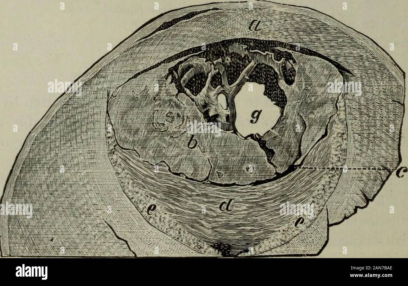The Dental cosmos . A cross-section of a tusk with numerous ...