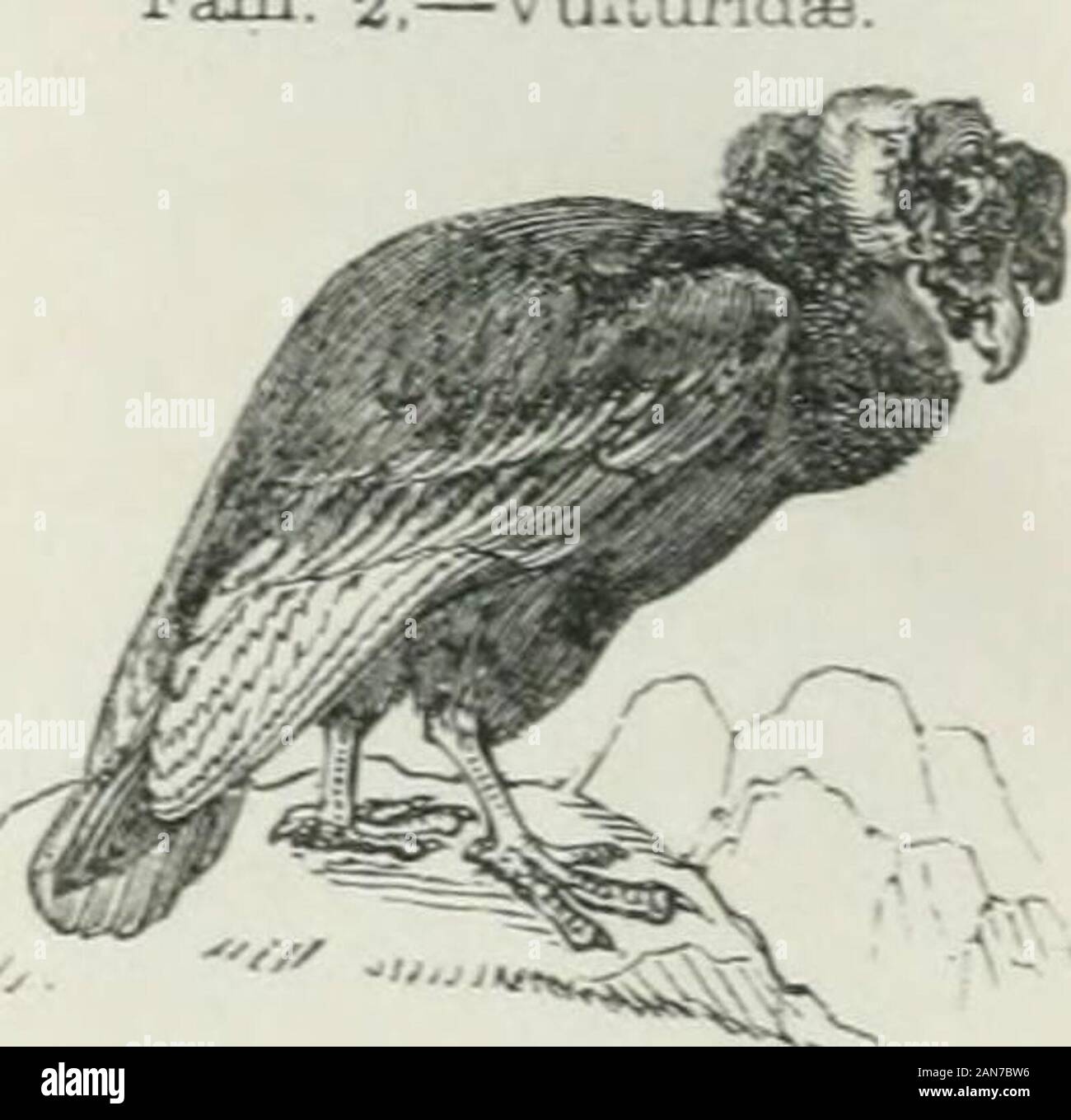 The stepping stone to natural history : vertebrate or back-boned ...