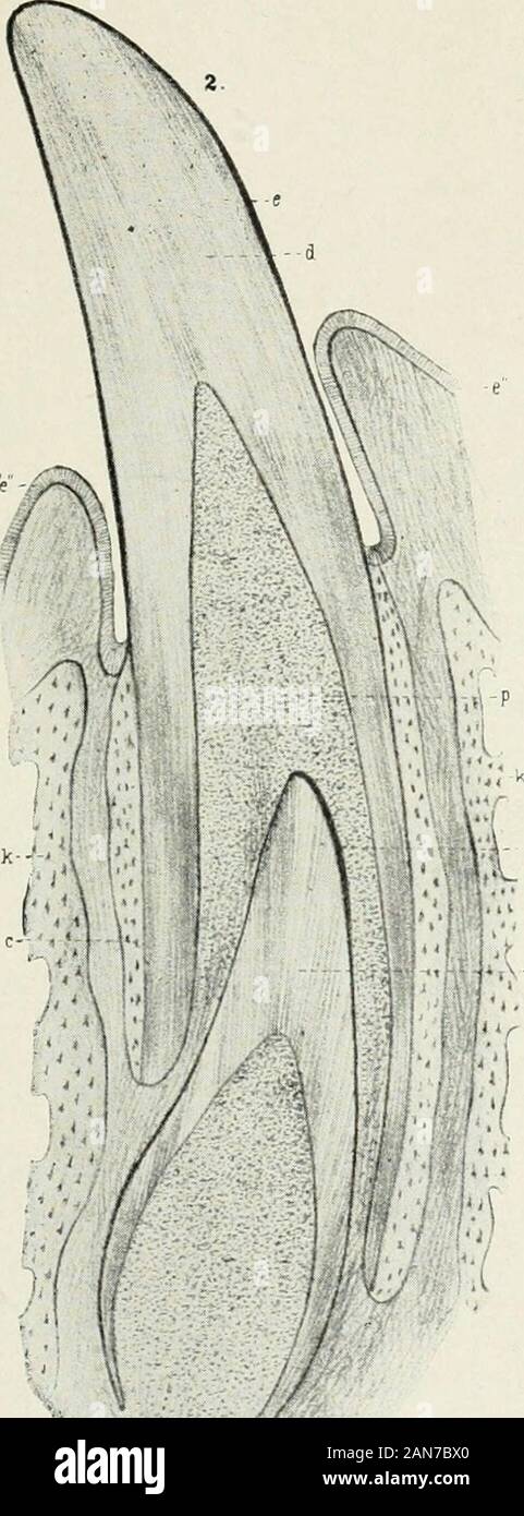 The alligator and its allies . d and caudad from beneath theorbits ...