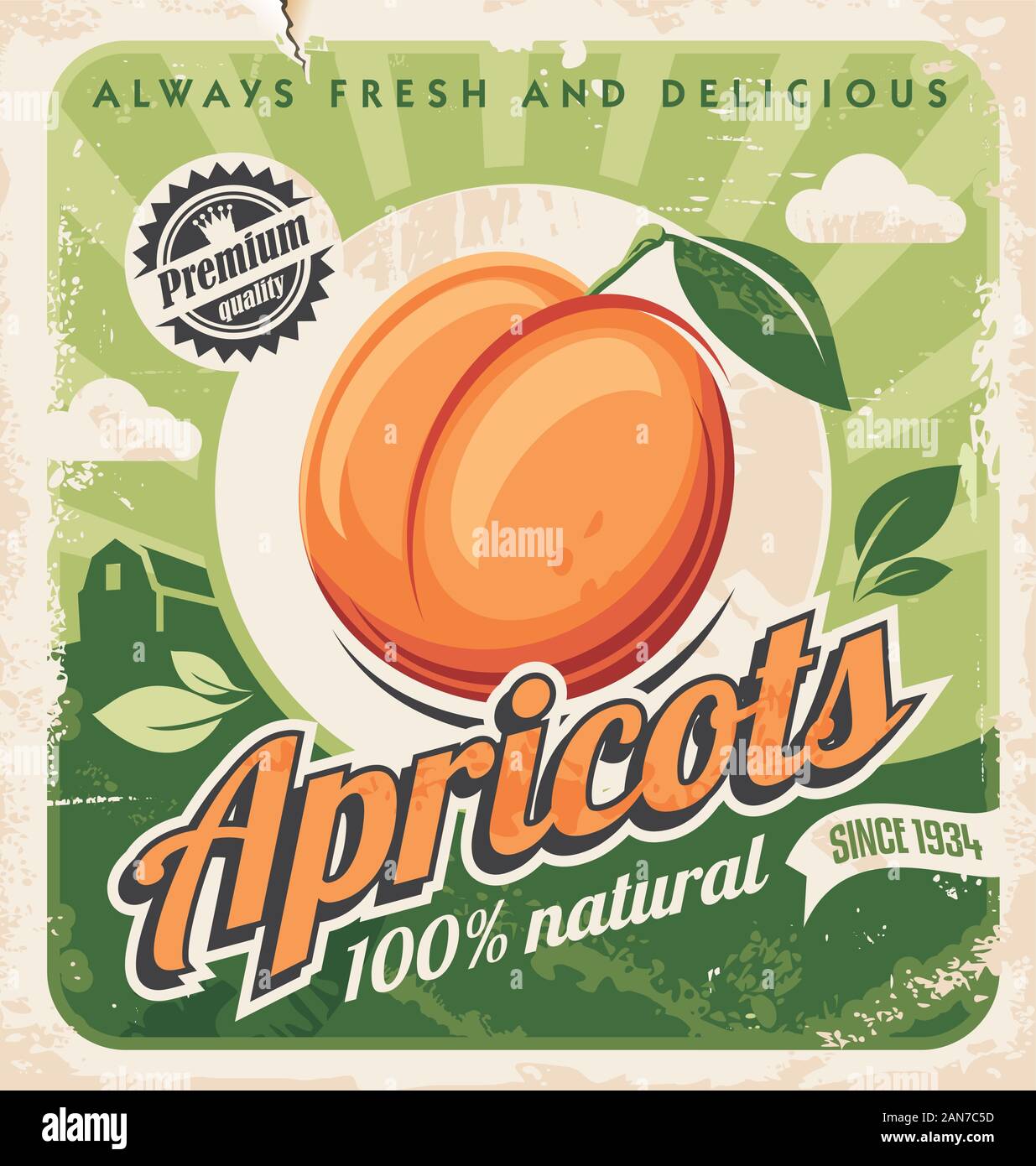 Apricots vintage poster design. Organic and natural farm fruits retro ...