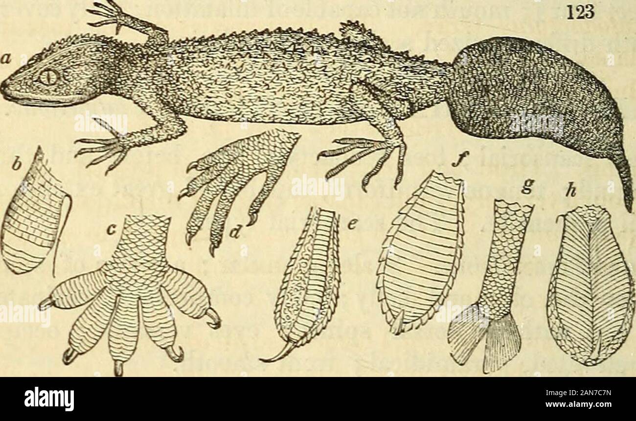 Lizards classification hi-res stock photography and images - Alamy